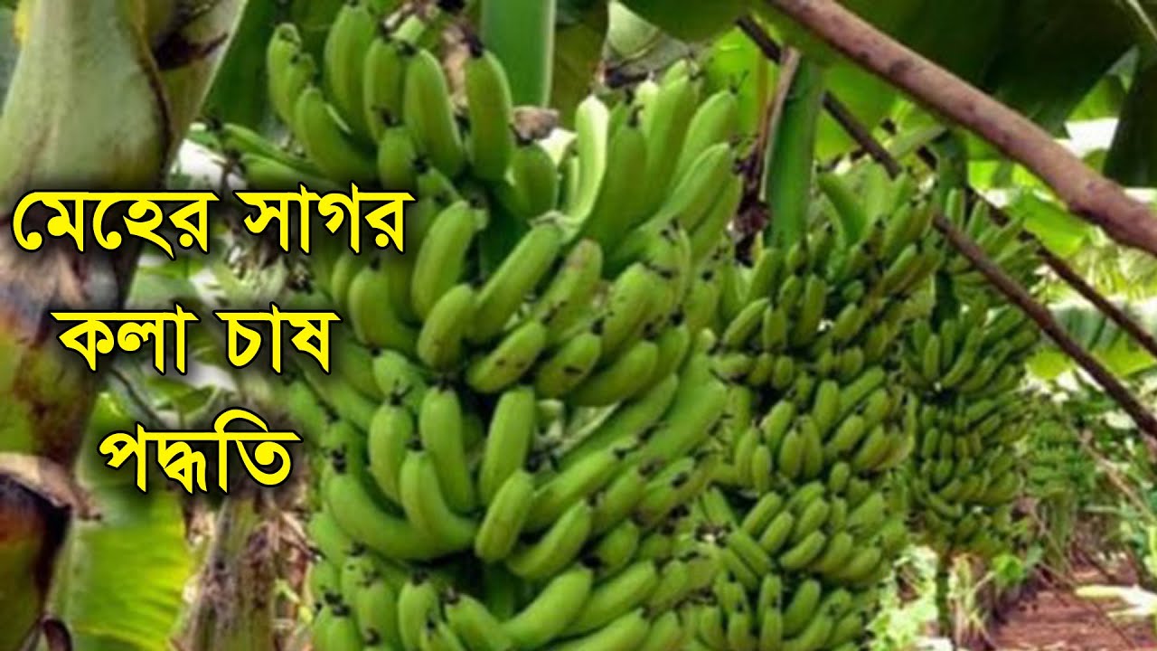 বানিজ্যিক ভাবে মেহের সাগর কলা চাষ - Meher Sagar banana cultivation ...