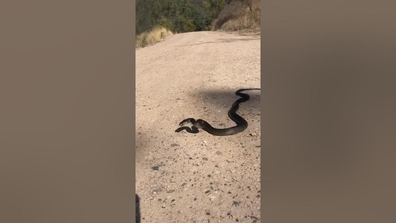 Eastern Brown Snake Squares Up to Snake Catcher After Relocation - YouTube
