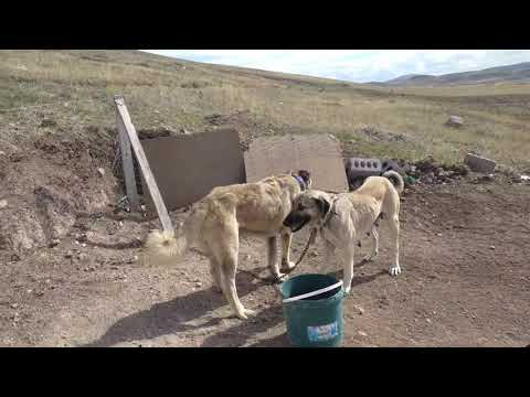 EN KÖTÜ KÖPEK BİLE ASLAN KESİLİYOR