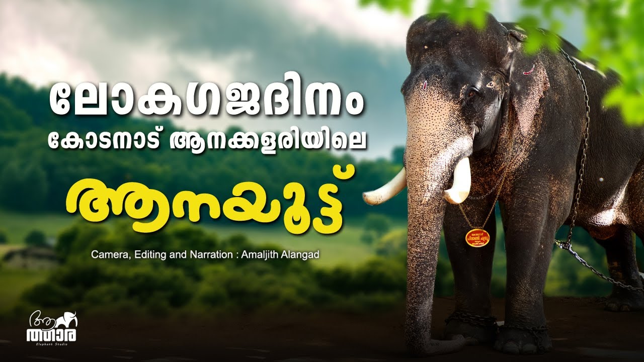 Peelandi | Kodanadu Elephant Camp Gajadhinam Celebration | Aanatthaara ...