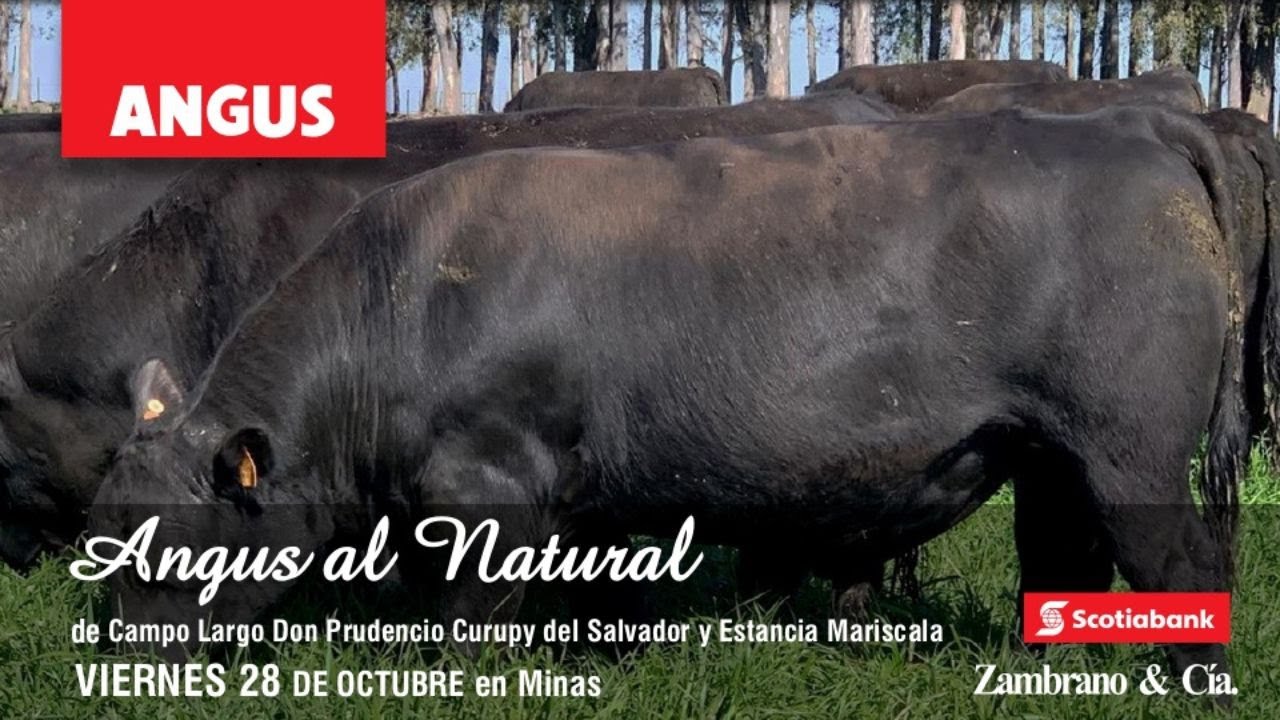2022-10-28 ANGUS AL NATURAL - YouTube