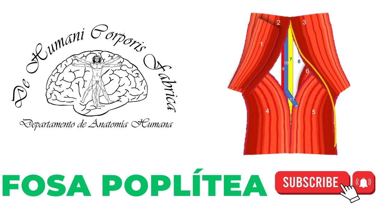 FOSA POPLÍTEA || Resumen completo y Esquemas Geométricos || Videoclase ...