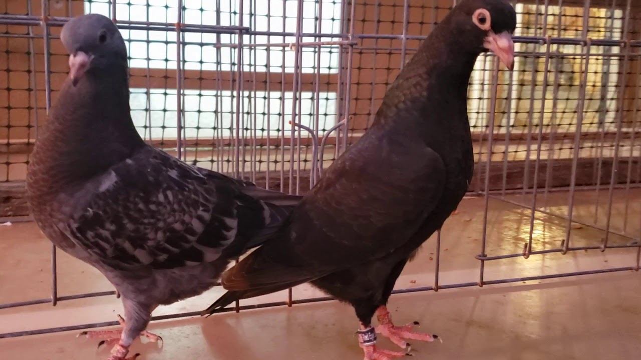 The first pair of Red Eye Loft tipplers out of the nest, plus a short ...