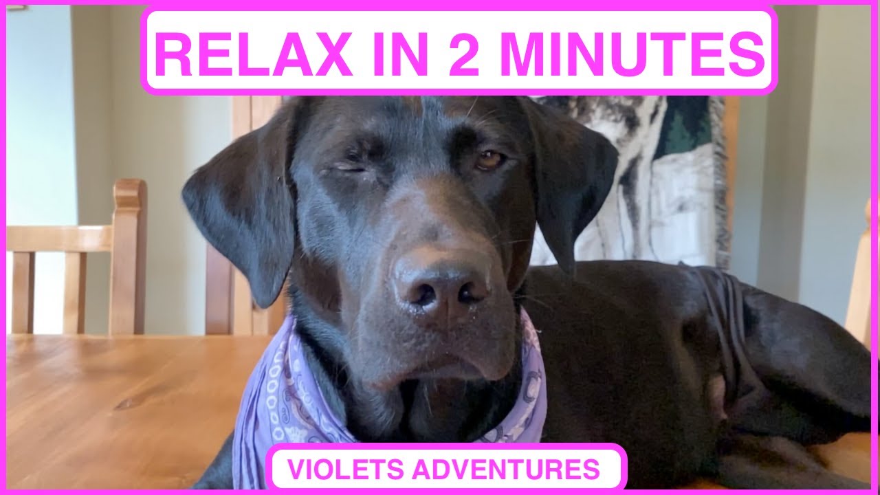 RELAX IN 2 MINUTES! E58 VIOLET IS MY DOG! Violets Adventures - YouTube