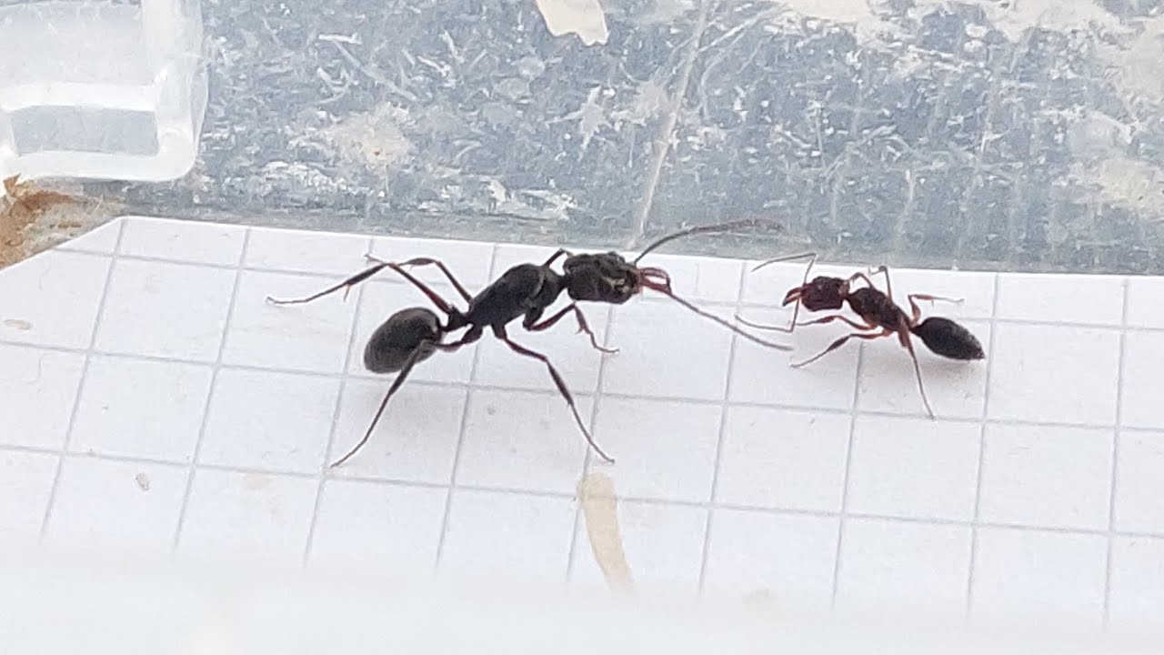 Odontomachus bauri (Ecuador) vs Odontomachus ruginodis (Ecuador) 25.12. ...