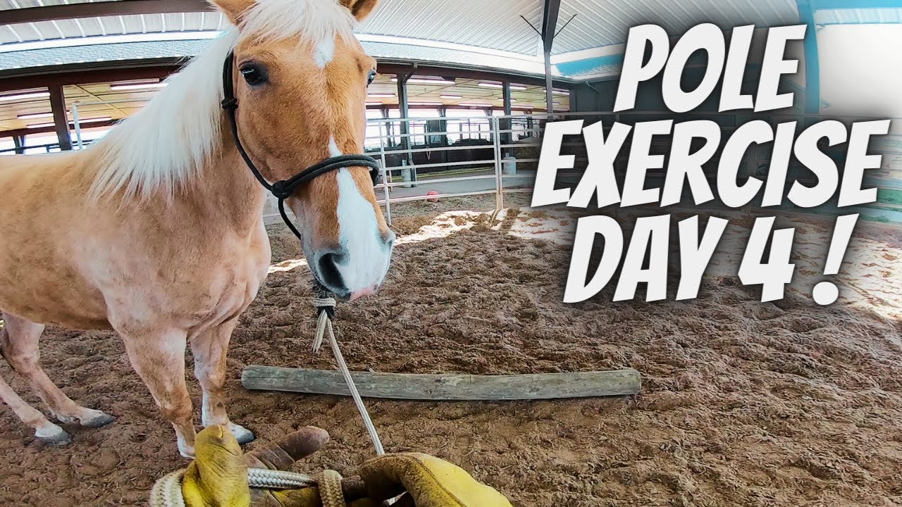 Day 4 Pat Puckett's Log Exercise | Horse Training - YouTube