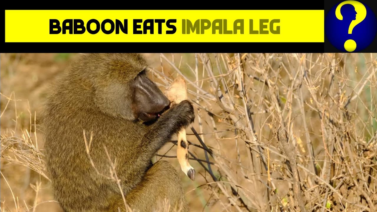 Baboon Eats Impala Leg African Wildlife 10 - YouTube