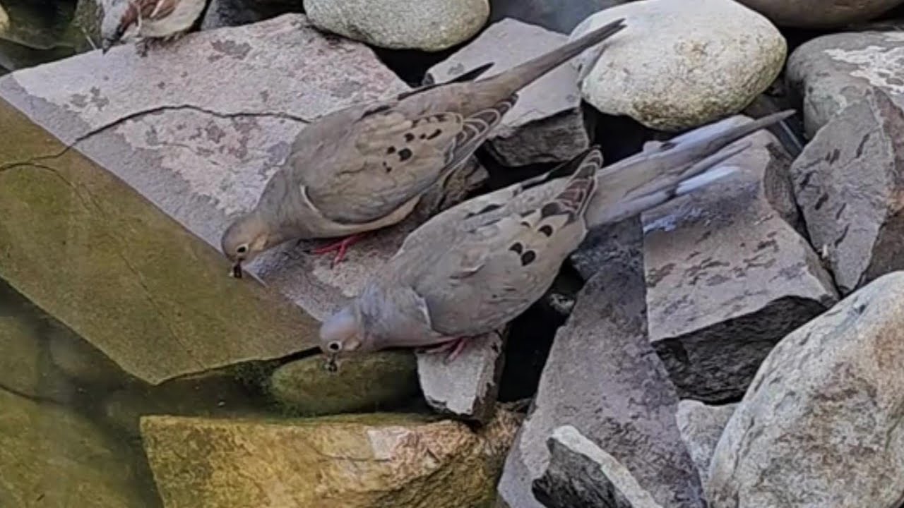 Mourning Dove Drinking Water Close-Up | Blue under Wings - YouTube