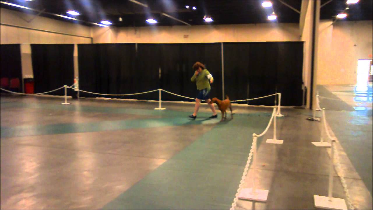 Vizsla Conformation Dog Show - YouTube