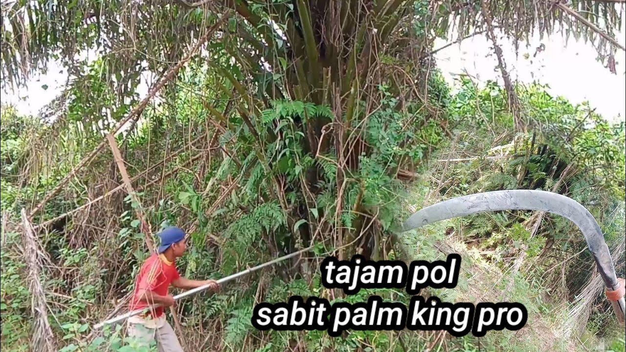 tajam pol sabit palm king pro pruning sawit gondrong dari bawah sampai ...