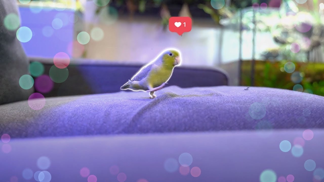 AVOIR UN MINI PERROQUET !? - TOOPET - YouTube