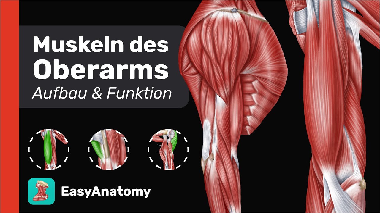 Oberarmmuskulatur: Aufbau & Funktion | Ursprung, Ansatz, Innervation ...