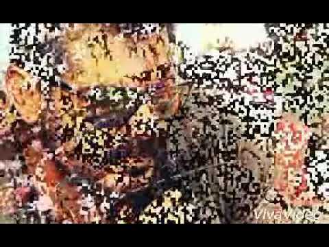 Whatsapp sts song