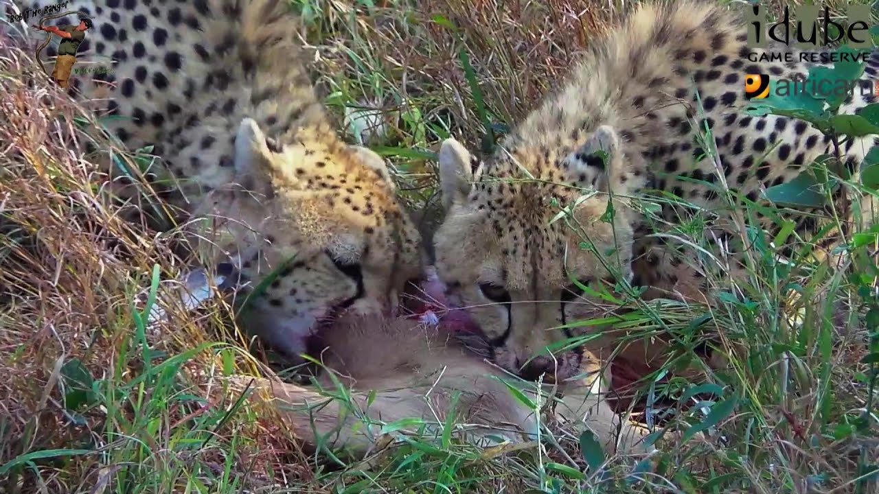Endangered Cheetah Siblings Eat An Impala For Breakfast! - YouTube
