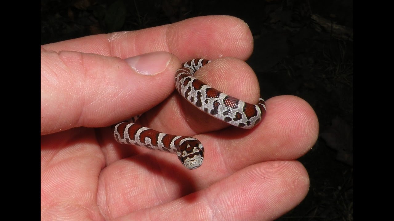 October Night Herping for Snakes - YouTube