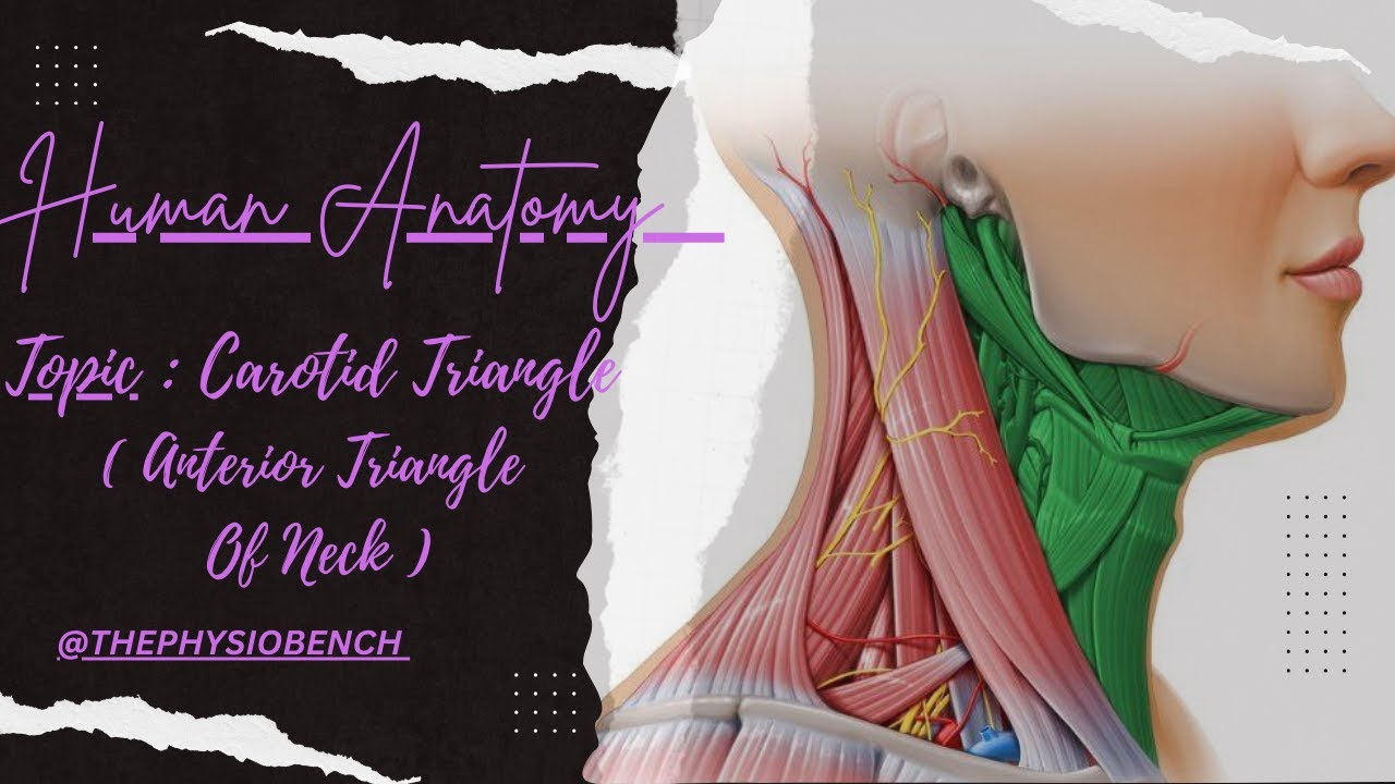 | CAROTID TRIANGLE || ANTERIOR PART OF NECK || HUMAN ANATOMY ...