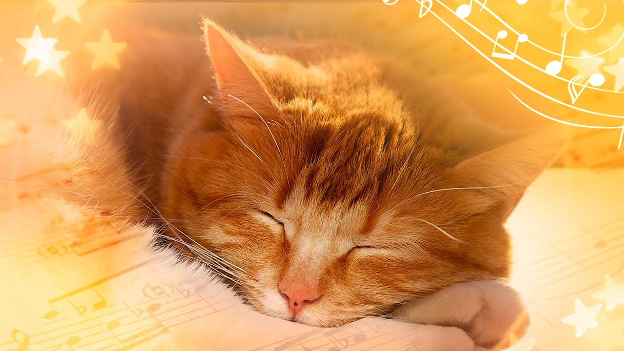 😻 Healing Music for Cats ♬ Music for Restless Cats with Purring Sounds ...