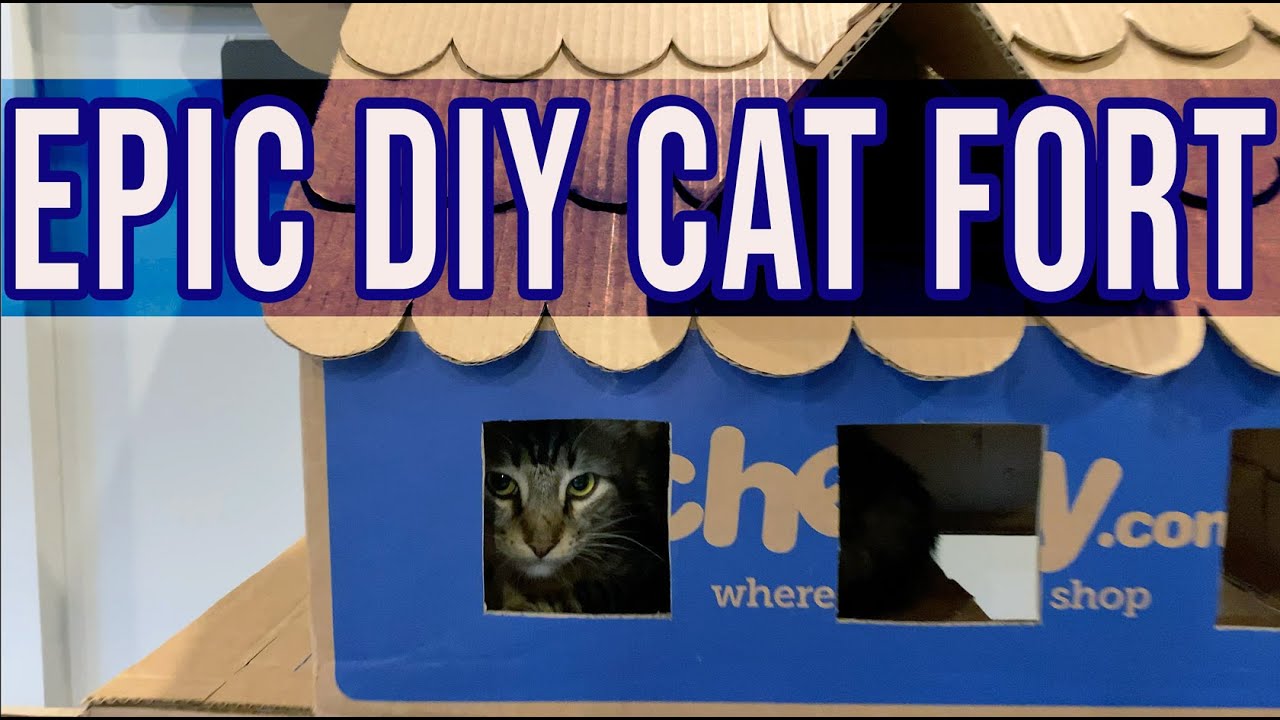 The Most EPIC Cat Fort - Building with Help from my Cats - YouTube