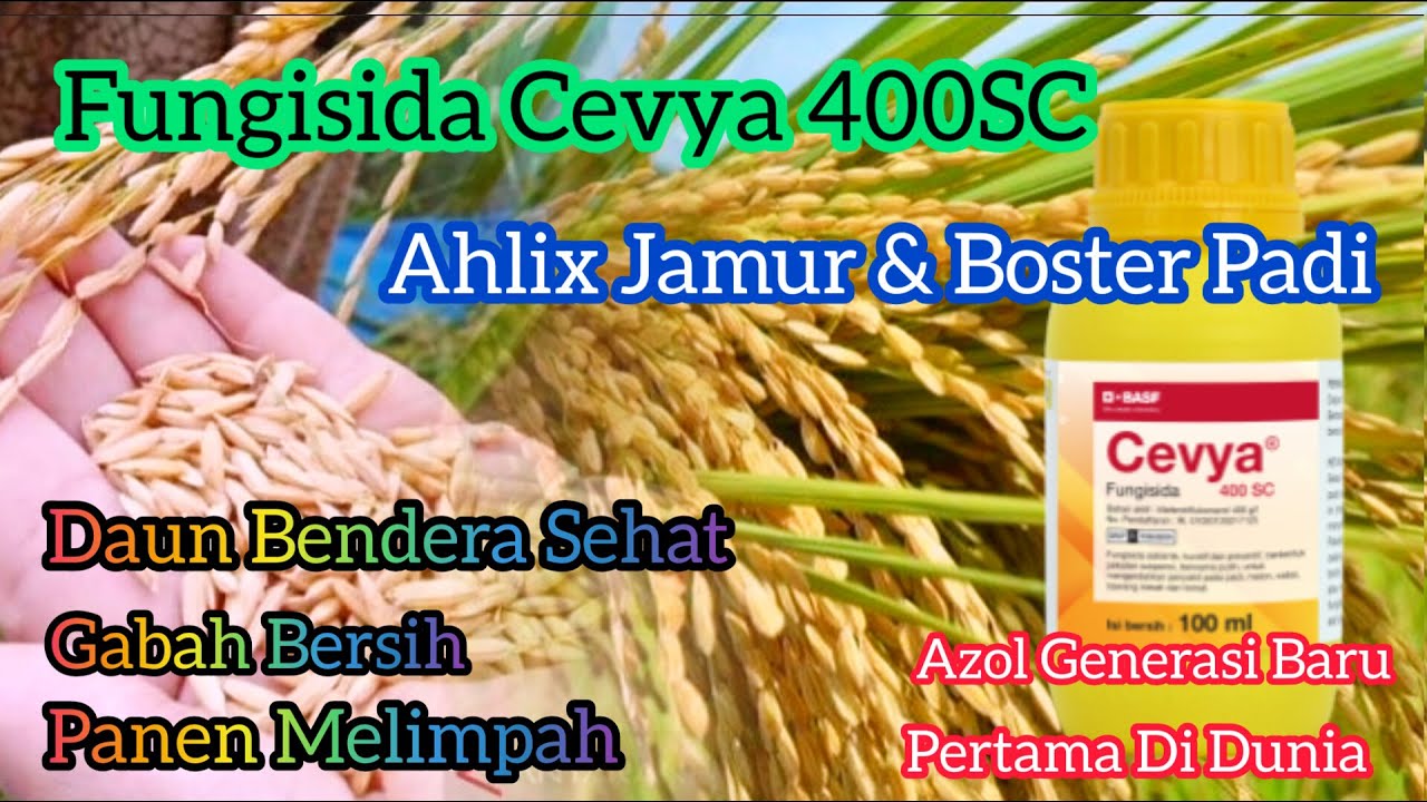 Fungisida Cevya 400 SC Terbukti Ampuh !! Padi Bening,Anti Jamur ...
