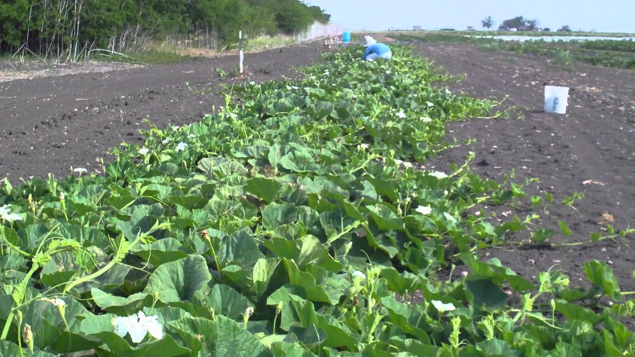 Growing opo at Two Happy Children Farm - YouTube