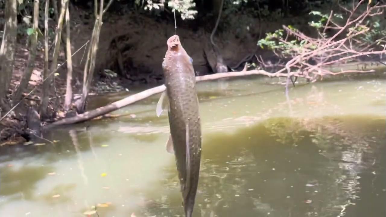 Mancing ikan salap di aliran sungai pedalaman hutan kalimantan - YouTube