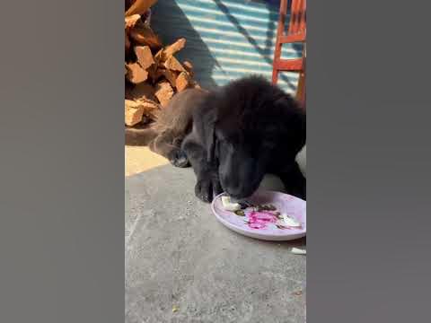 Mountain Doggy eating egg - YouTube
