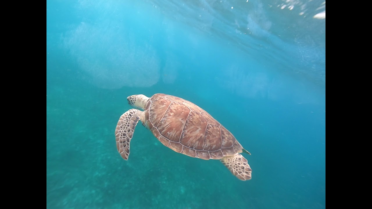 Tres Trapi hangin' with a turtle 5 - YouTube