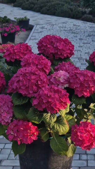Гортензия Ред Барон🌺 #гортензии #редбарон #гортензиякрупнолистная # ...