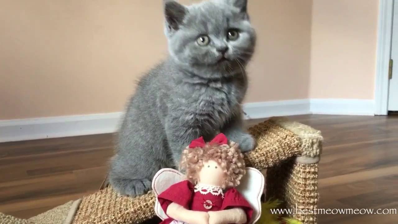 Best Meow Meow British Shorthair Cats & Kittens. Wednesday. - YouTube