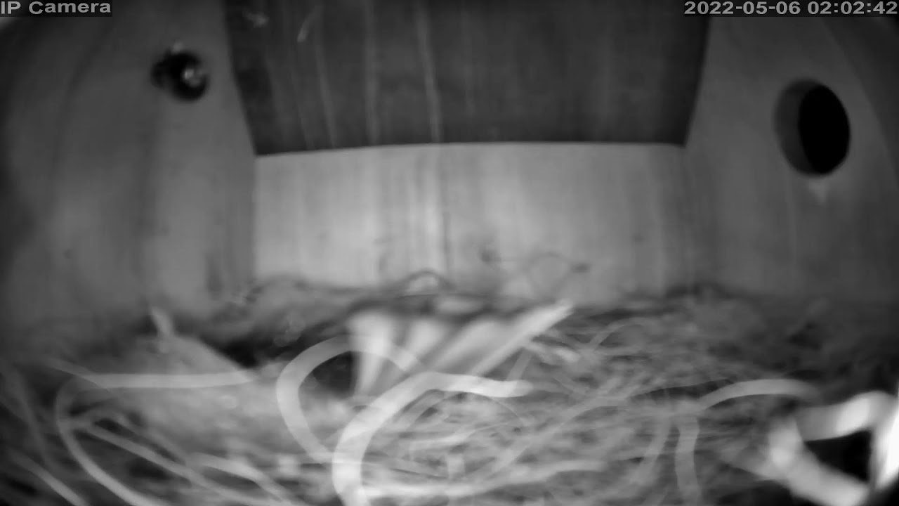 Bird feeder live cam Northwood England UK Live Stream nest box - YouTube