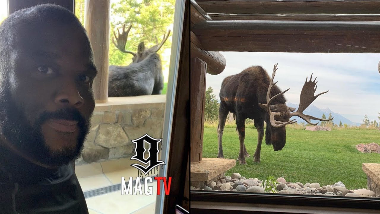 Tyler Perry Spends Entire Day Trying To Remove Moose From His Backyard ...