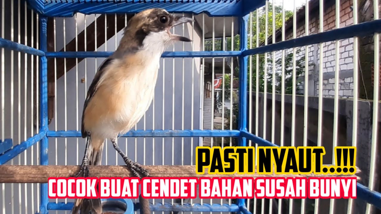Suara Pancingan Cendet Bahan Sangat Efektif Sekali Buat Cendet Belajar ...