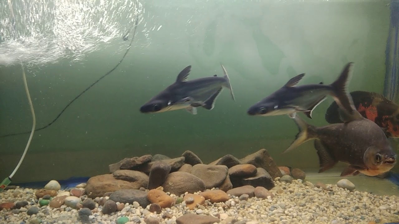 Pacu vs tiger oscar fish - YouTube