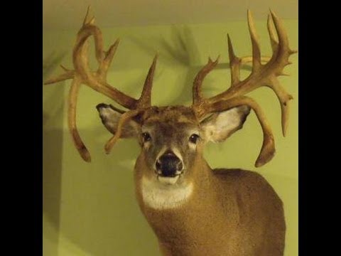 The Madusa Buck - 24 Point Nova Scotia Monster - YouTube