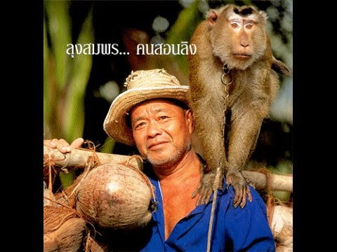 ฝึกลิง ดร รุ่งสัมภาษณ์(ได้ข้อคิดดีมากๆ)/ Coach-Monkey - YouTube