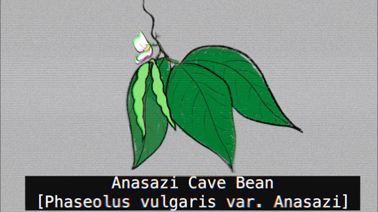 Anasazi Cave Bean [Phaseolus Vulgaris] - YouTube