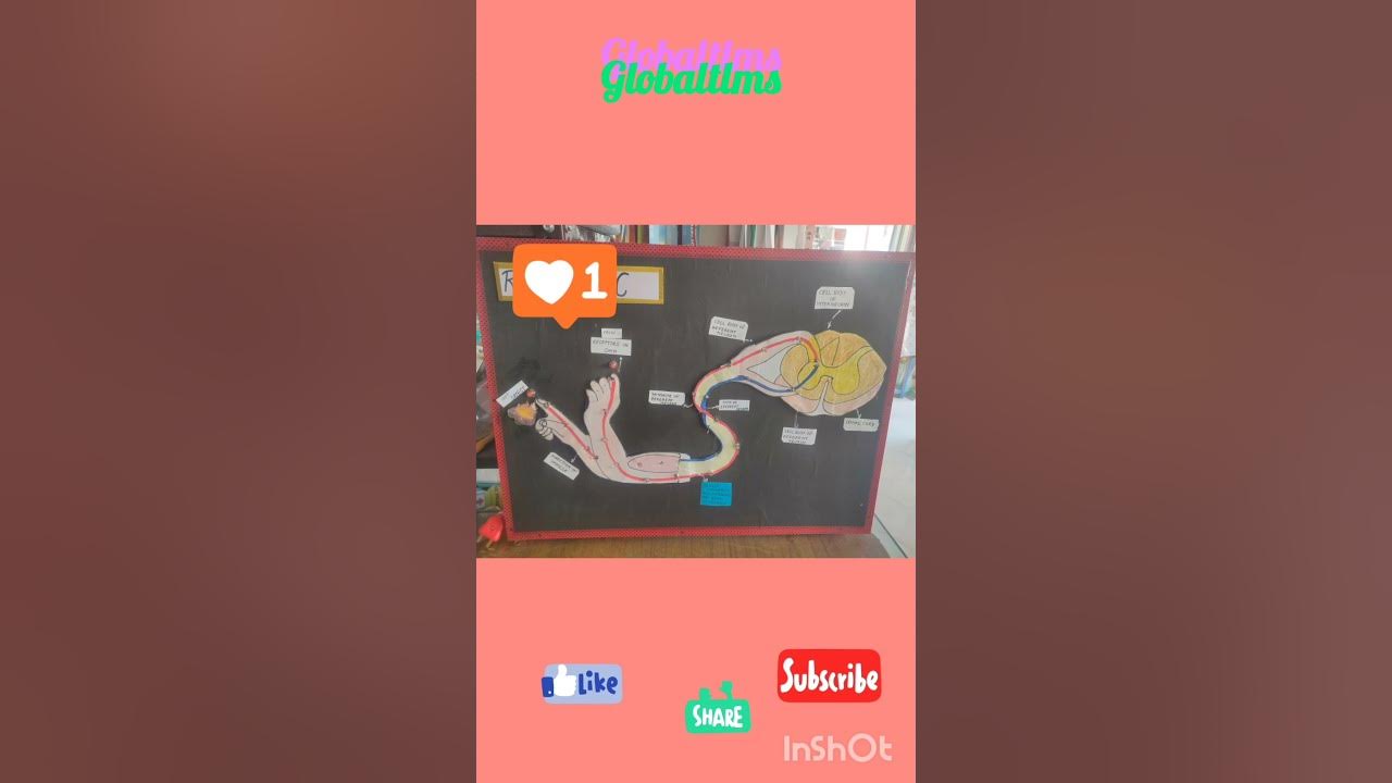 How to make a model of reflex Arc. Science working model project tlm ...