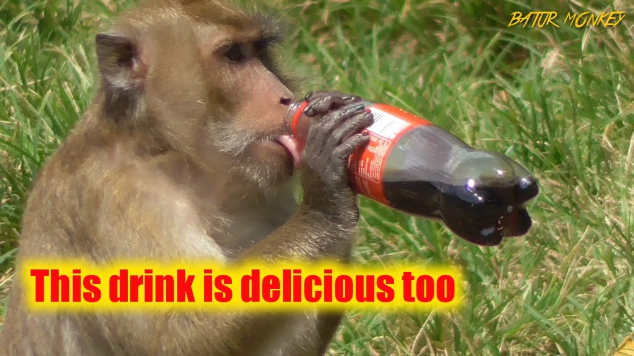 Monkey drinking water in a bottle 🤣 || Cute monkey - YouTube