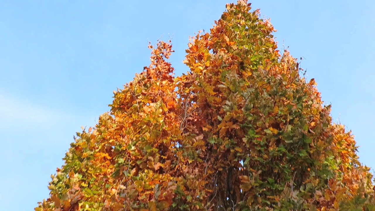 Fagus sylvatica 'Red Obelisk' buk lesní - YouTube