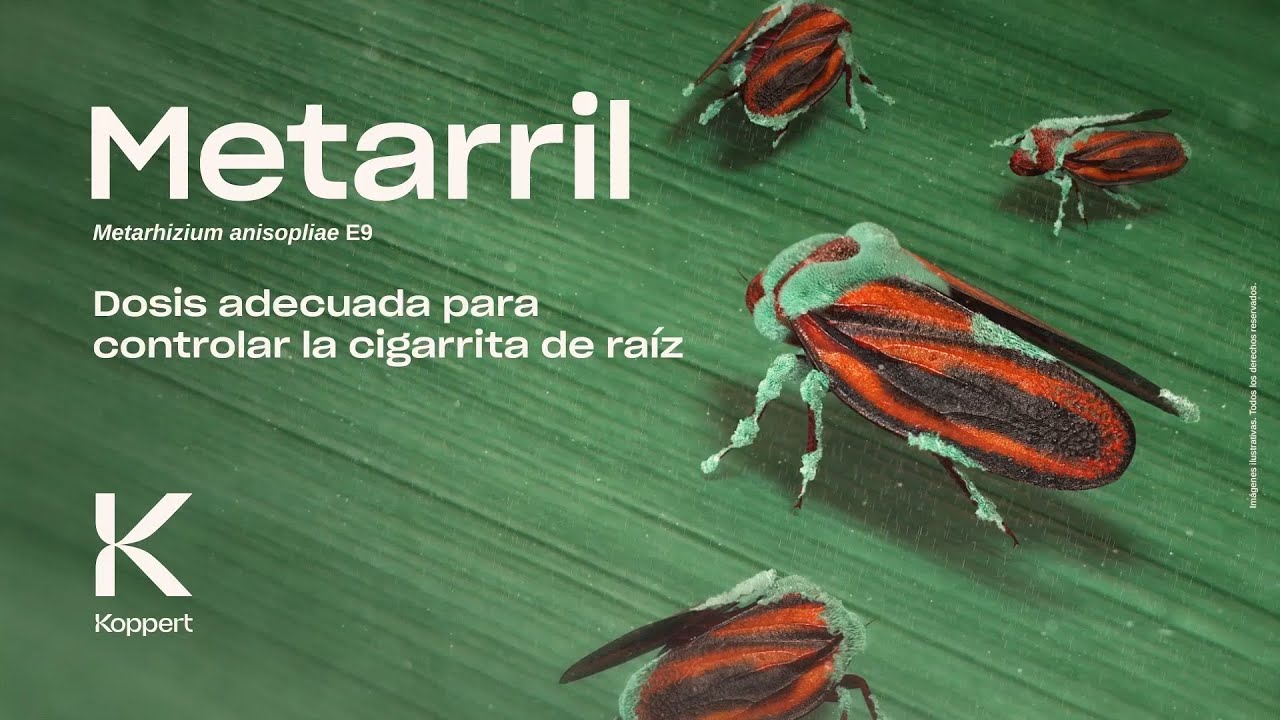 Metarril (Metarhizium anisopliae E9): Dosis adecuada para controlar la ...