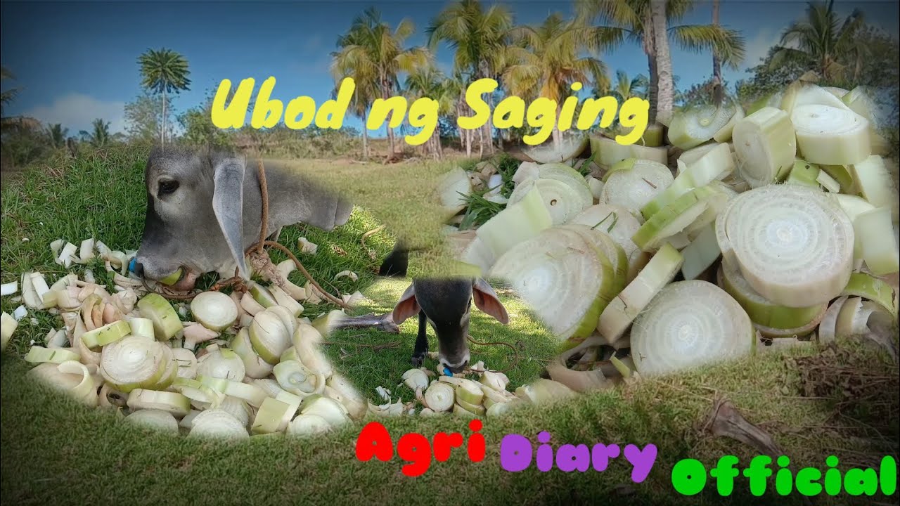 Ubod ng Saging Pinakain sa Baka | Agri Diary Official - YouTube