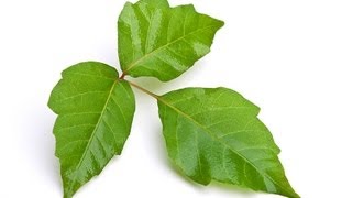 Augusta Outdoors: A Rash of Bad Plants - Poison Ivy and Others