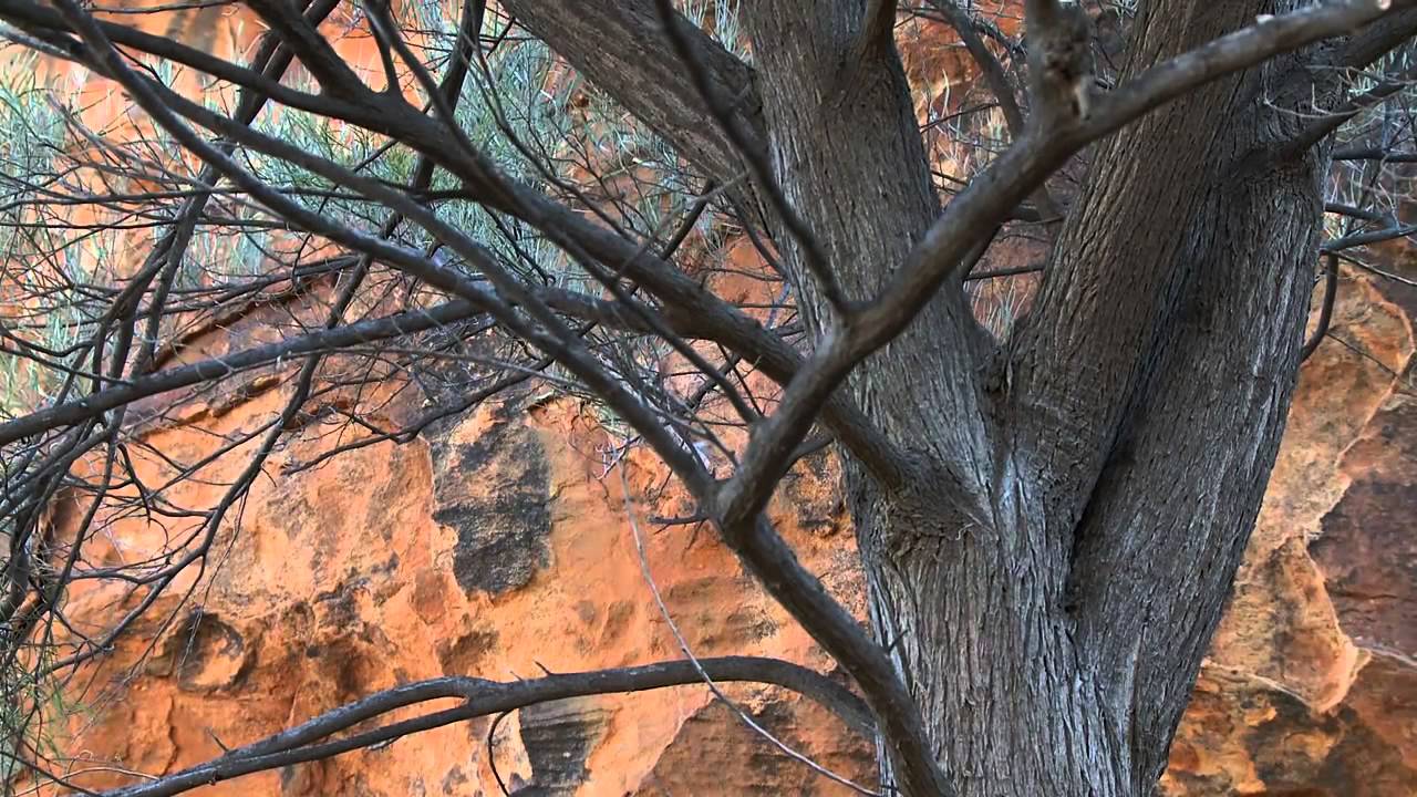 Through our Eyes - Mulga trees with Mark Sutton - YouTube