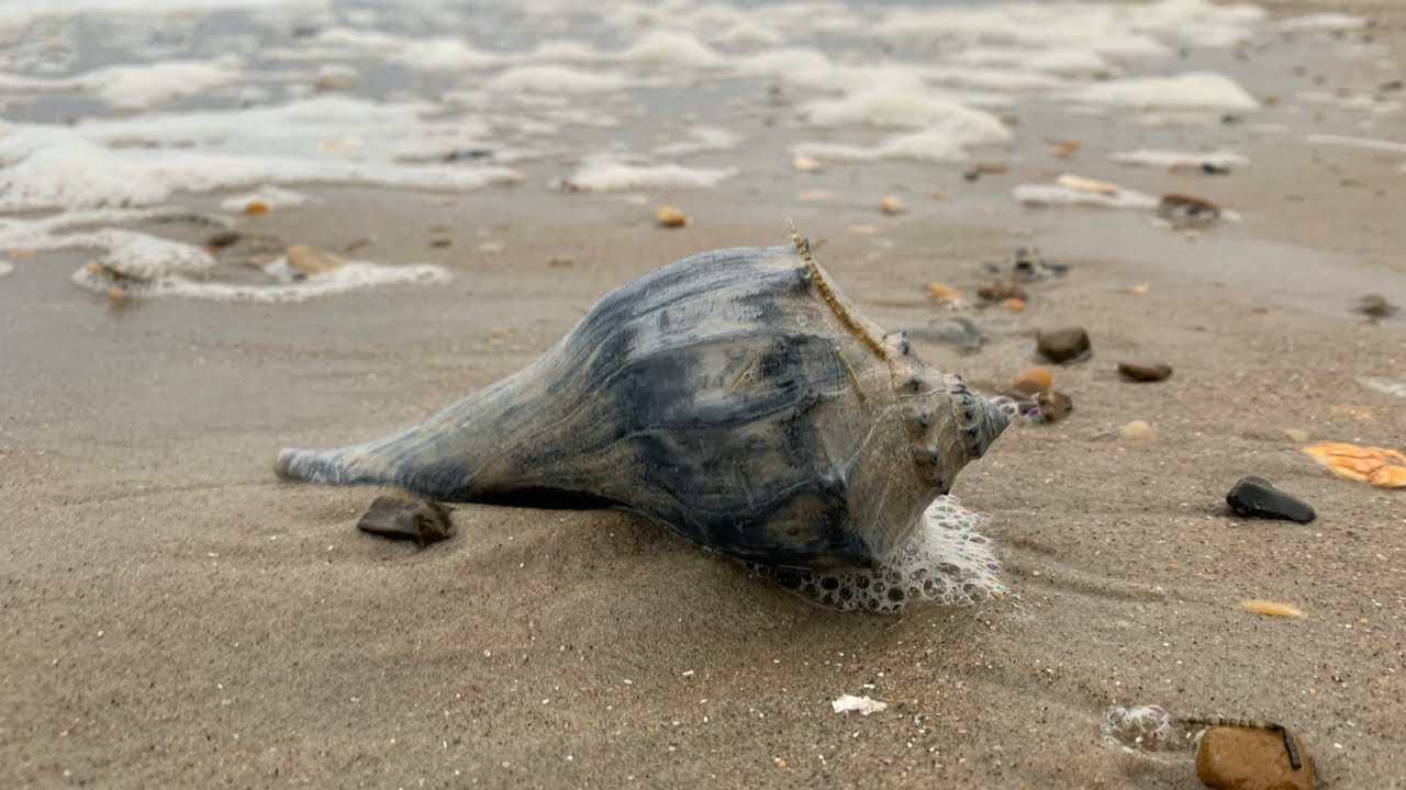 Footage from the Outer Banks of North Carolina (OBX) 2020 - YouTube