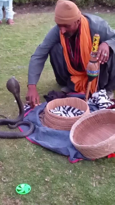 🌿🦁 Wildlife Wonders! Watch these incredible wild animals in their ...