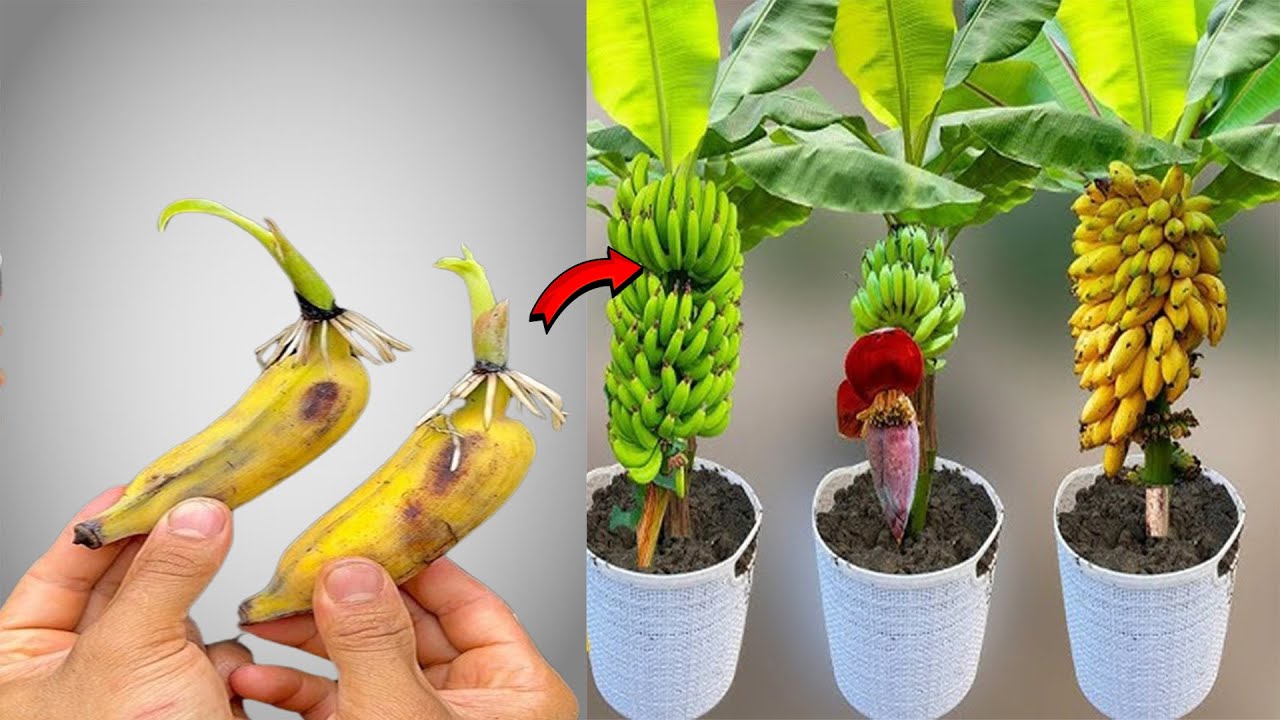 UNIQUE TECHNIQUE for propagating banana plants using extremely simple ...