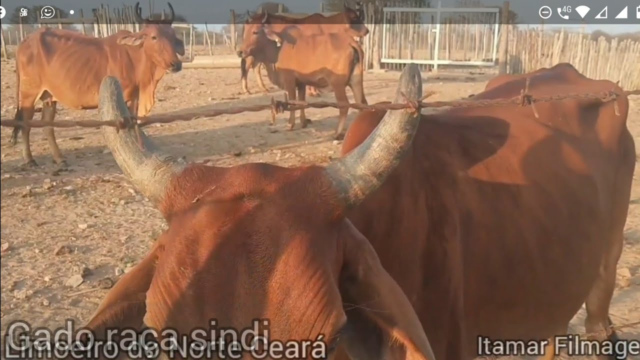 Gado da Raça Sindi ( Veja o Porque é Indicado Para Região Nordeste ...