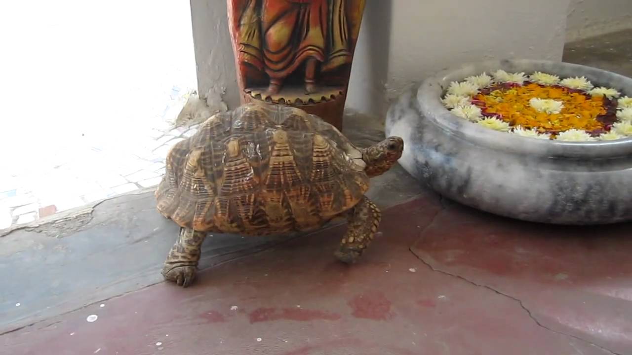 Indian Turtle - YouTube