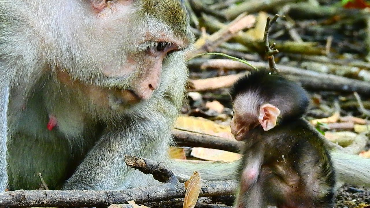 WHAT'S MOM TELL AND TEACHING HER BABY TILLY ON GROUND ? FULL MEANING ...
