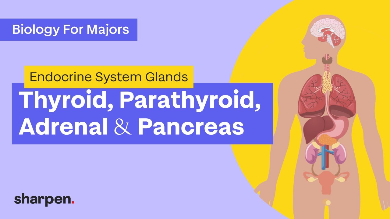Endocrine System | Thyroid, Parathyroid, Adrenal & Pancreas Glands ...